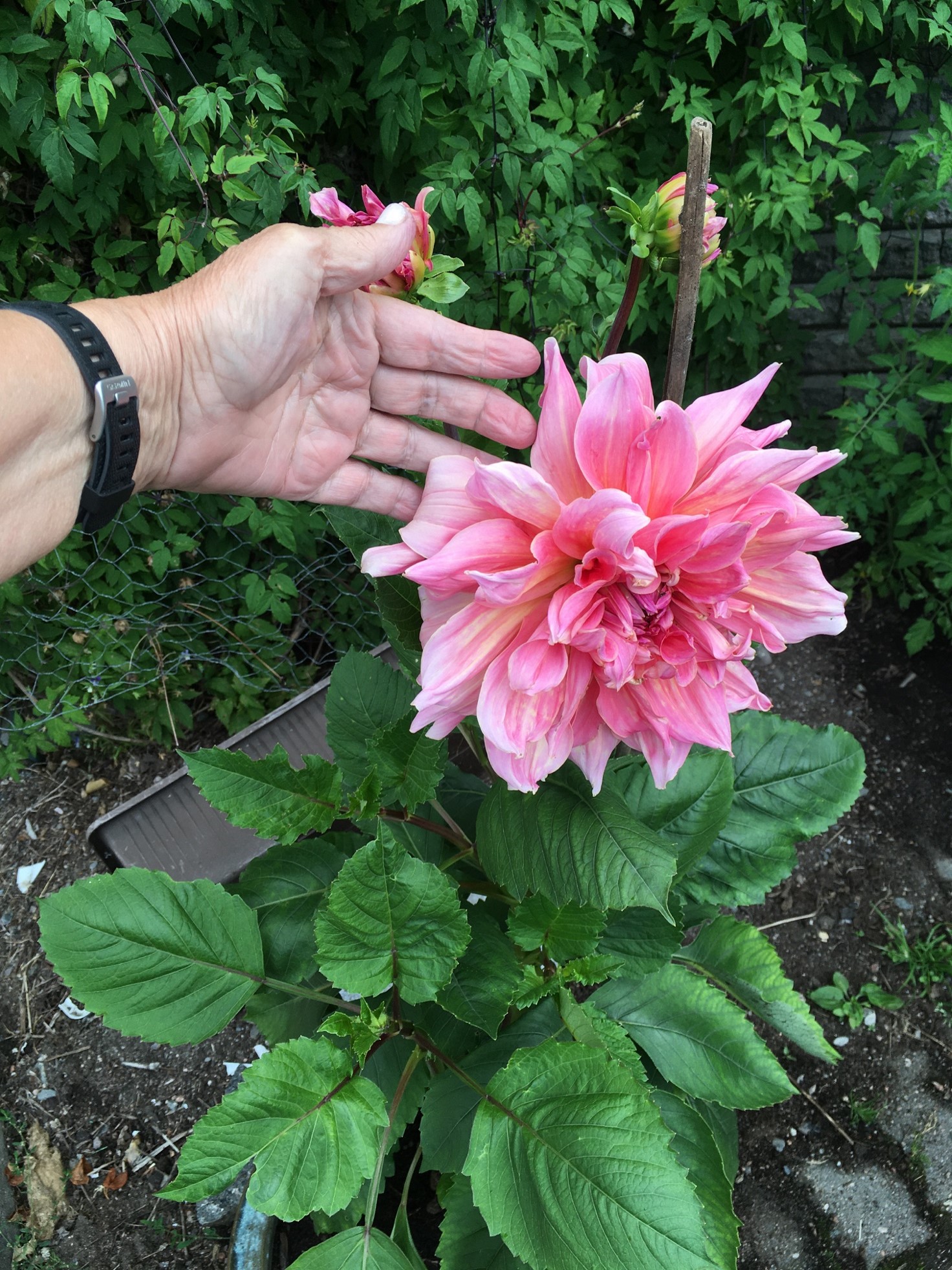 Ajatuksia Bokashi- kompostoinnin tiimoilta – Smart & Lean